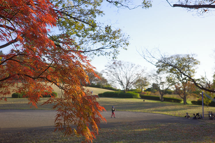 Autumn Leaves and Shadow Correction(KA-TSU) | GR official | RICOH ...