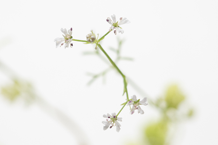 Observation Diary with GR IIIx （KA-TSU） | GR official | RICOH official ...