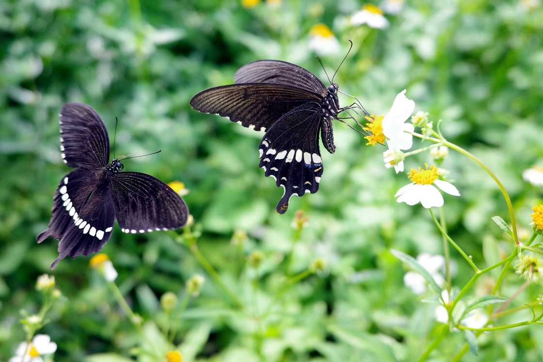 GRist | GR official | RICOH official community site